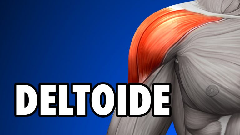 DELTOIDE: ANATOMIA, FUNZIONI, ESERCIZI PER LA SPALLA